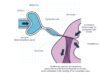 A Guide to Valsalva and Frenzel Methods Freediving Equalization